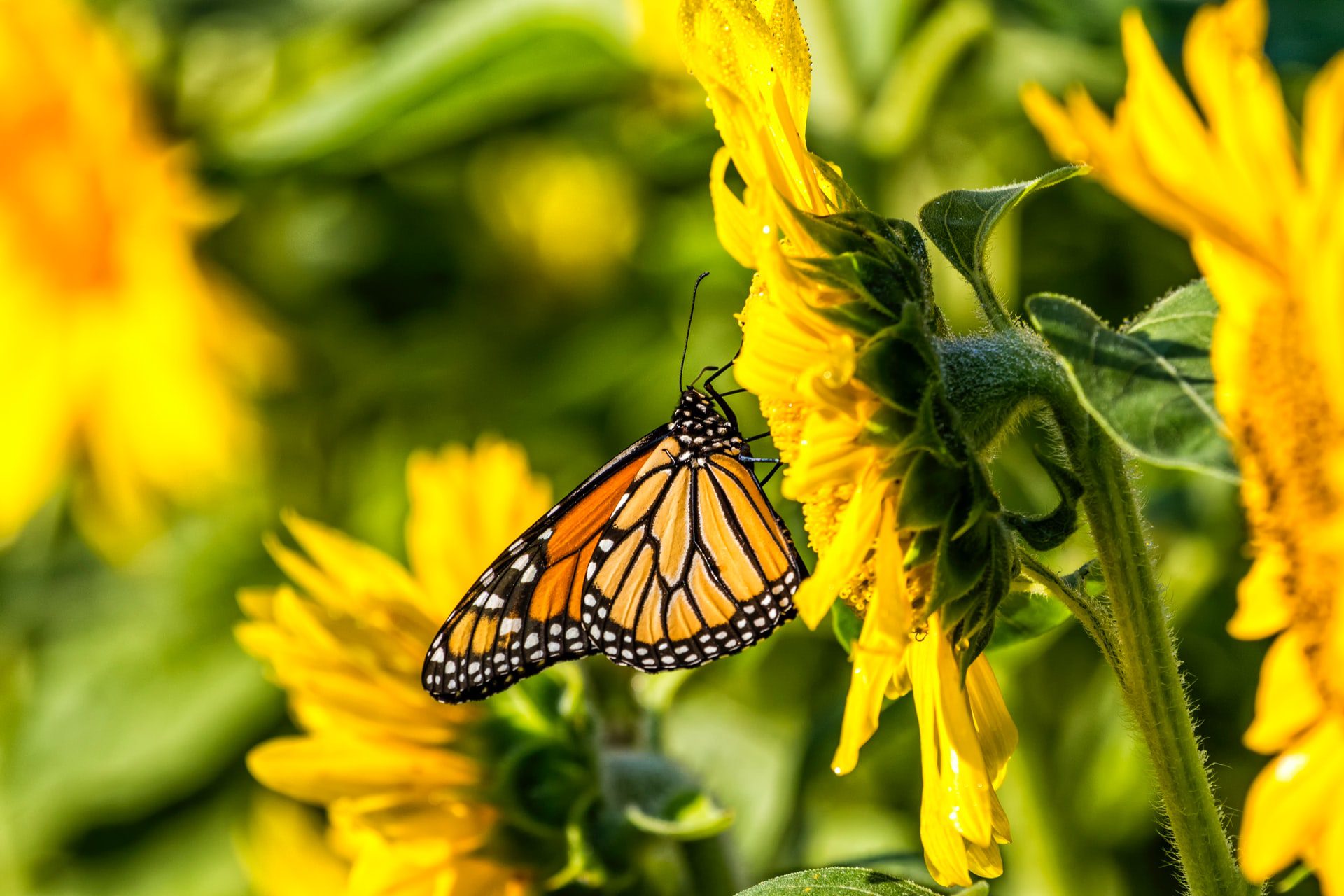 Monarch Butterfly Migration in the N.C. Smokies - Visit Smokies