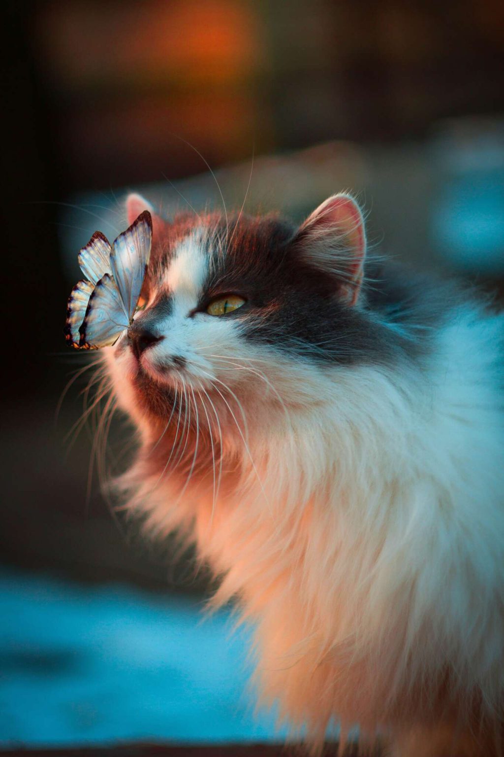 The American Museum of the House Cat - Visit Smokies