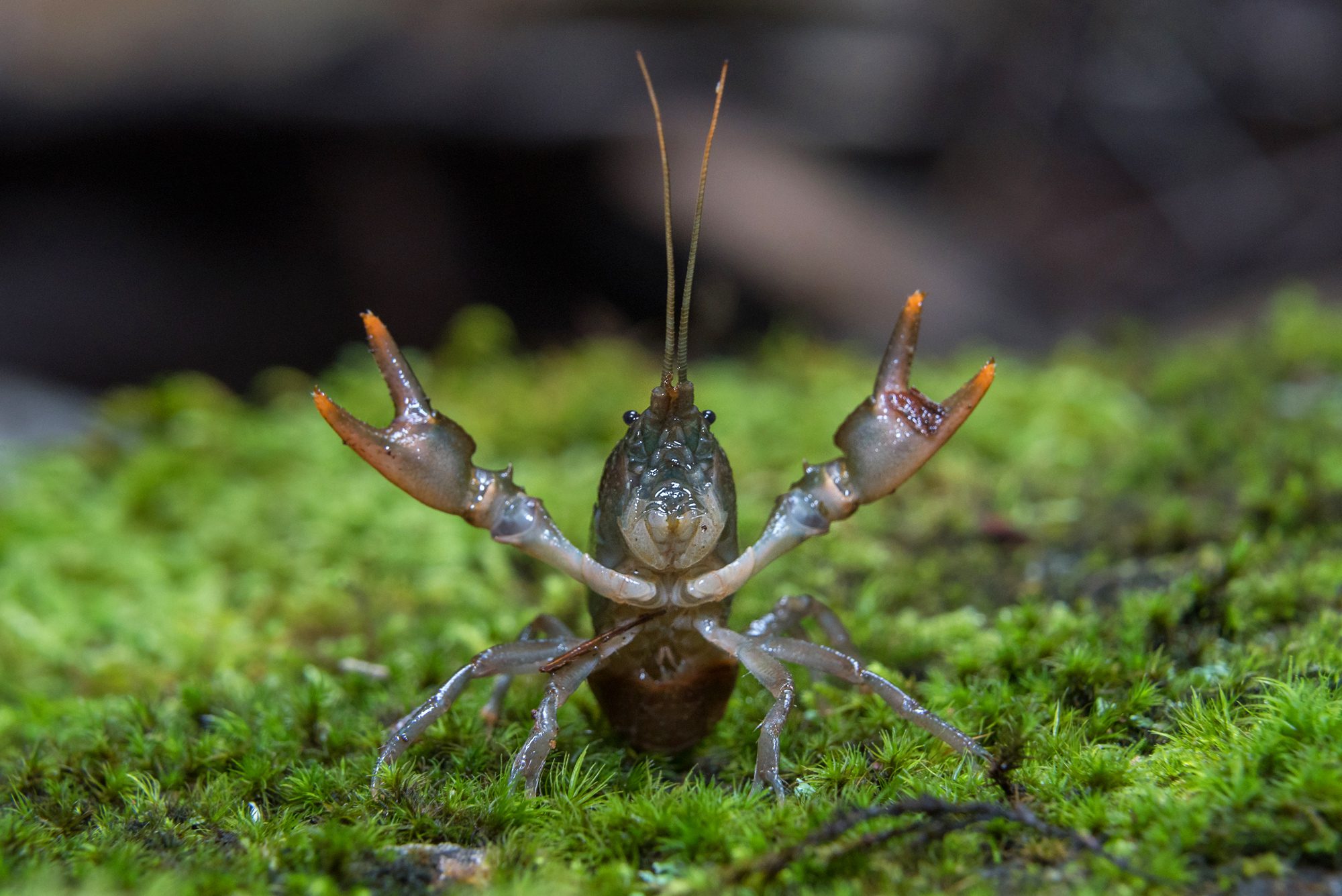 Discover the Appalachian Highlands Science Learning Center - Visit Smokies